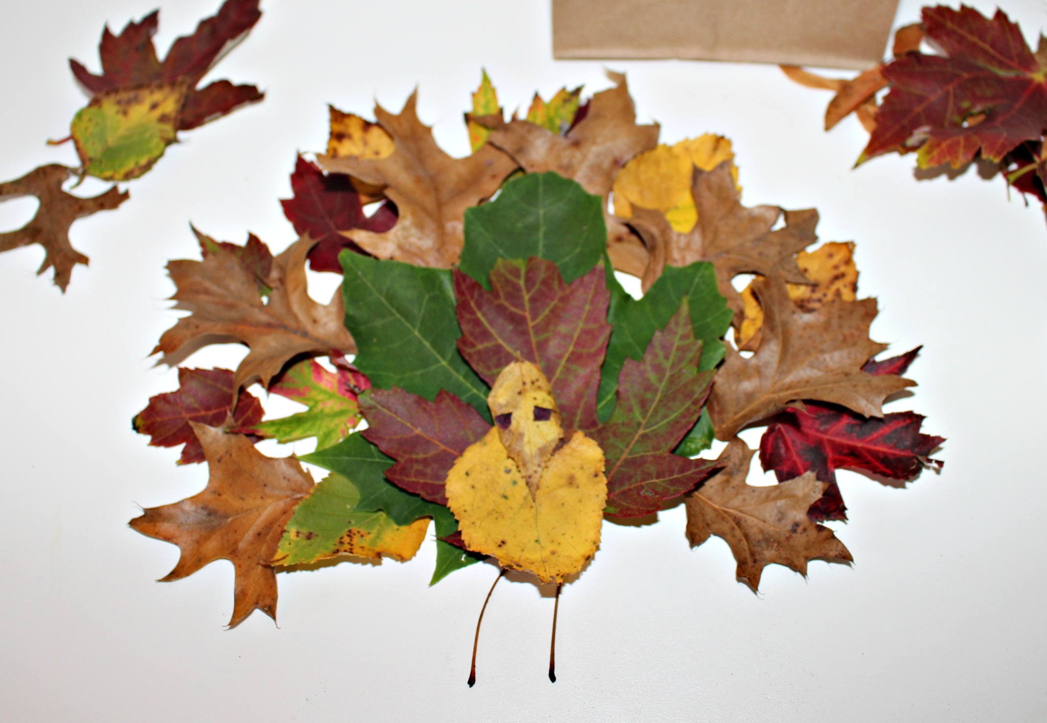 Create A Turkey From Fall Leaves Nature Craft