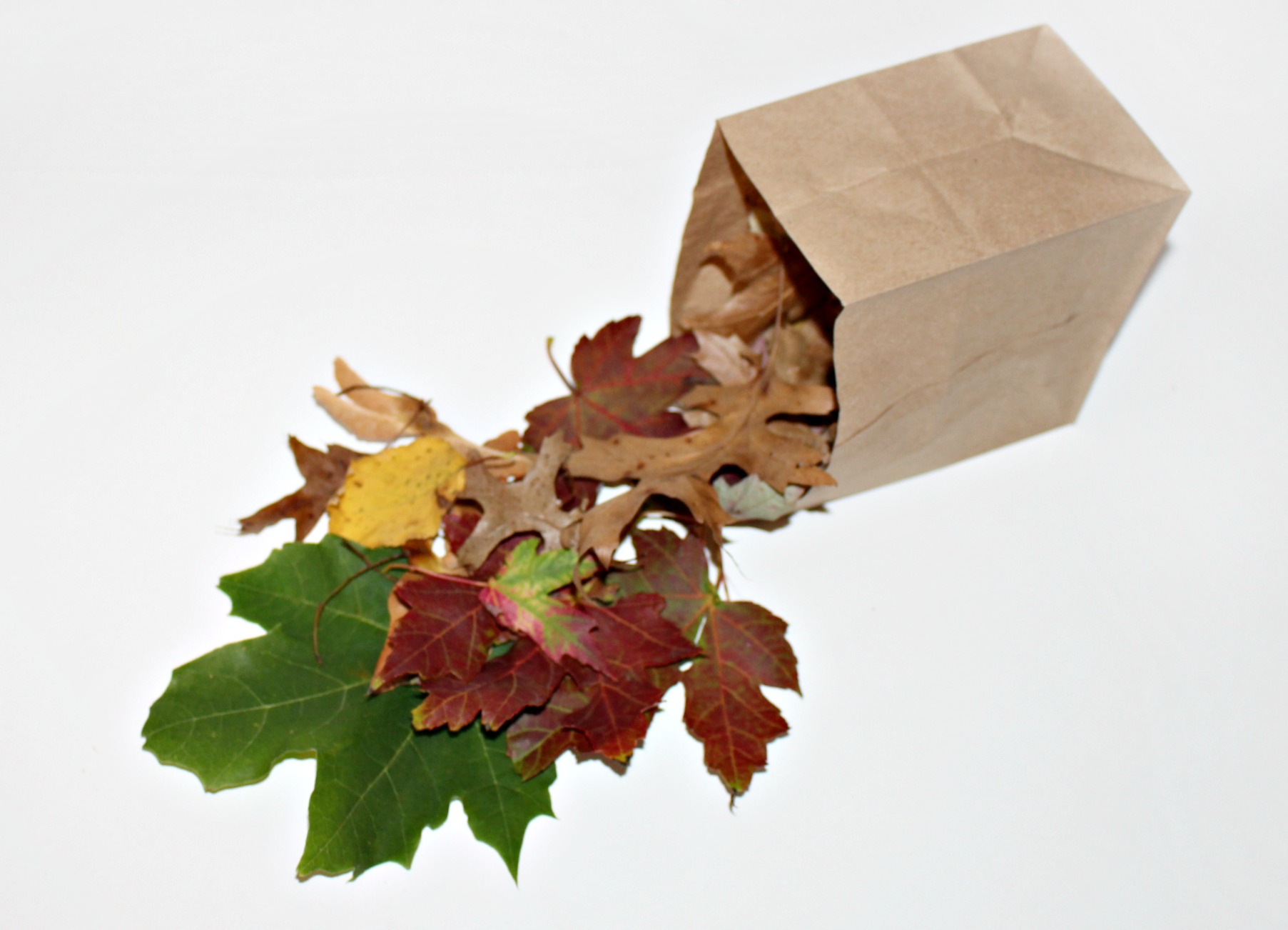 Create A Turkey From Fall Leaves Nature Craft - Jenny at dapperhouse