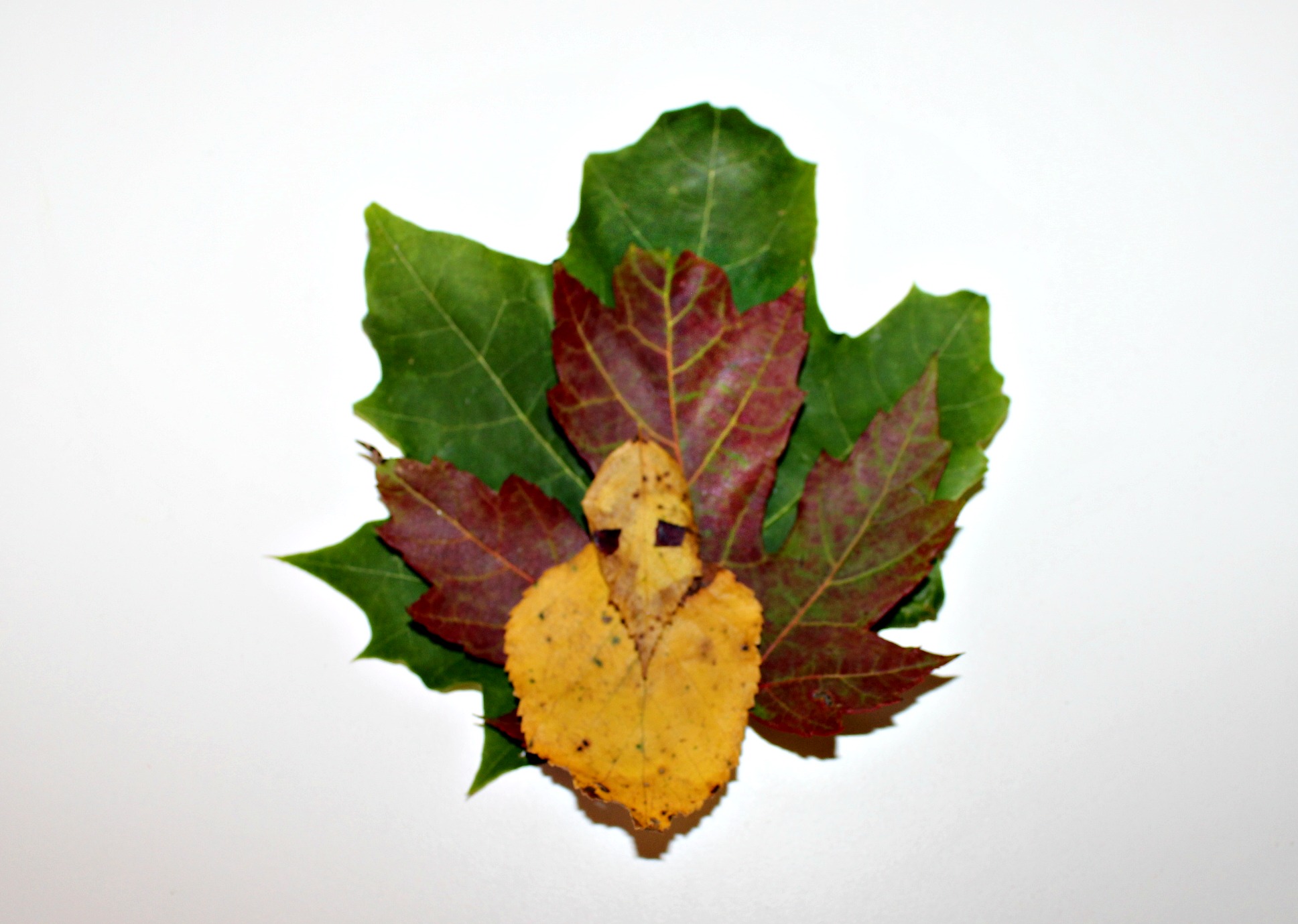 Create A Turkey From Fall Leaves Nature Craft - Jenny at dapperhouse