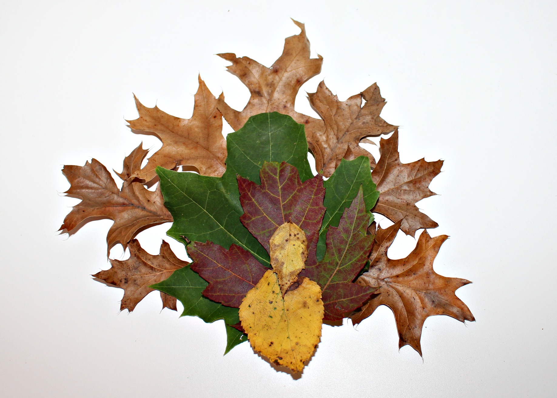 Create A Turkey From Fall Leaves Nature Craft - Jenny at dapperhouse