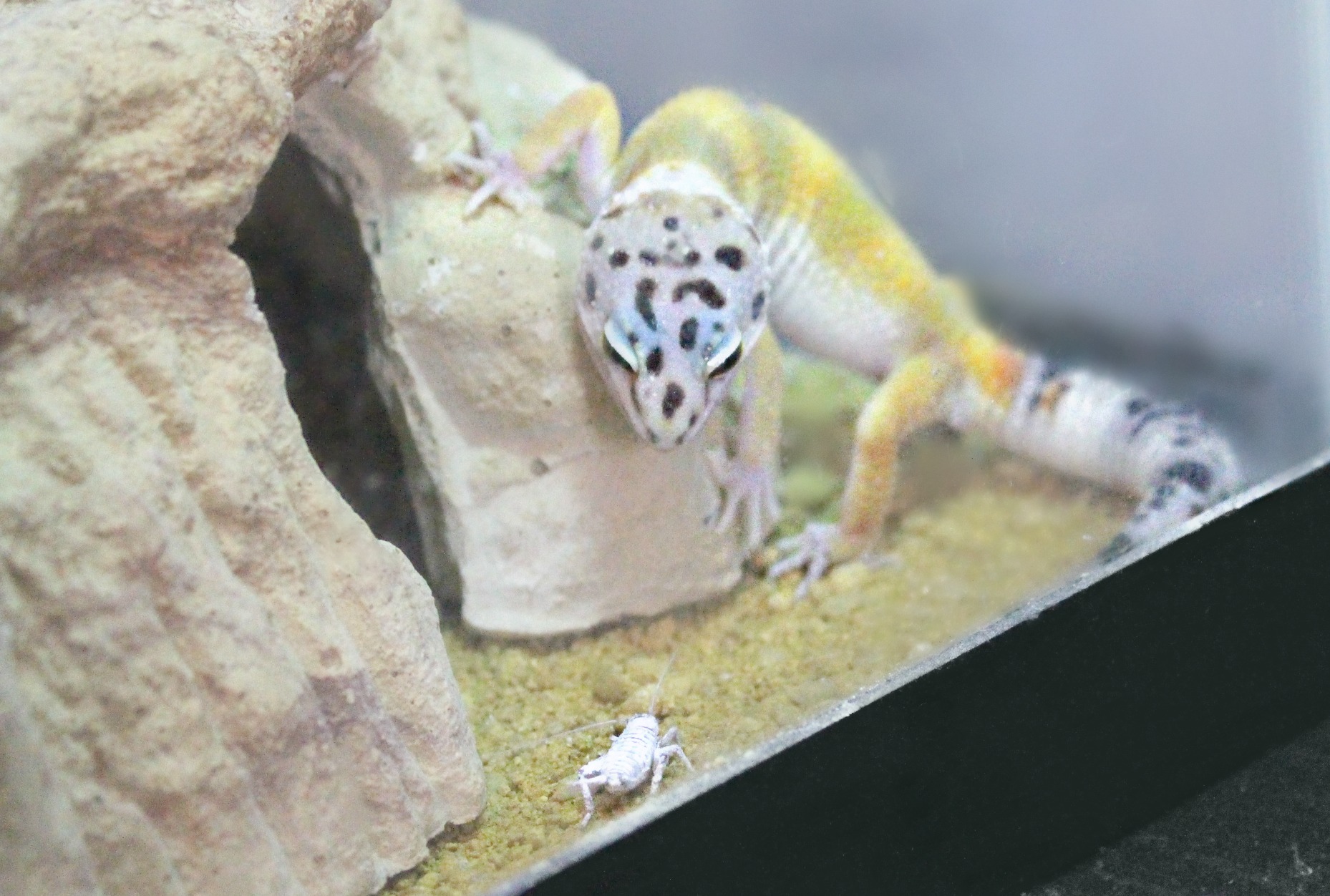 Why You Should Get A Leopard Gecko as a Pet & How to Take Care of One ...