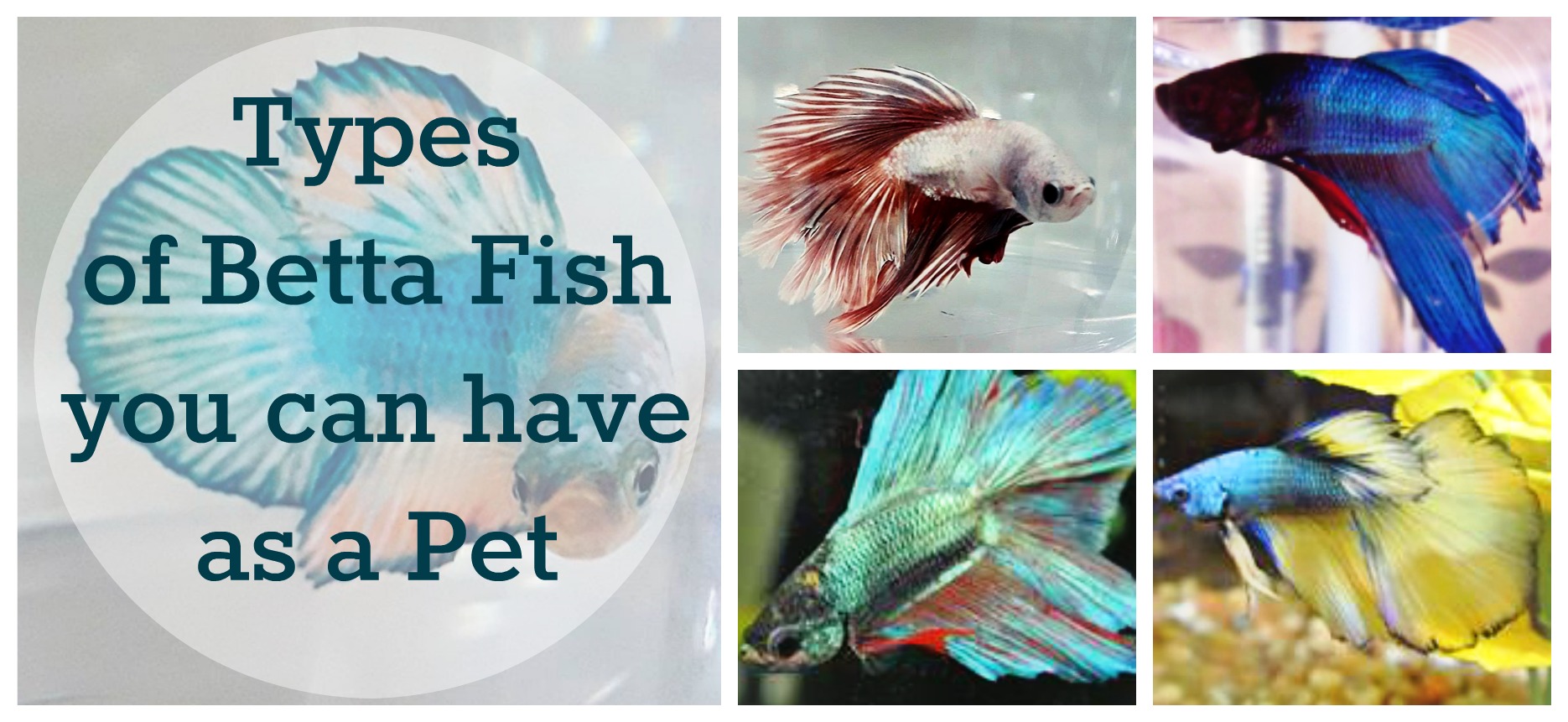 Types of Betta Fish You Can Have as a Pet - Jenny at dapperhouse