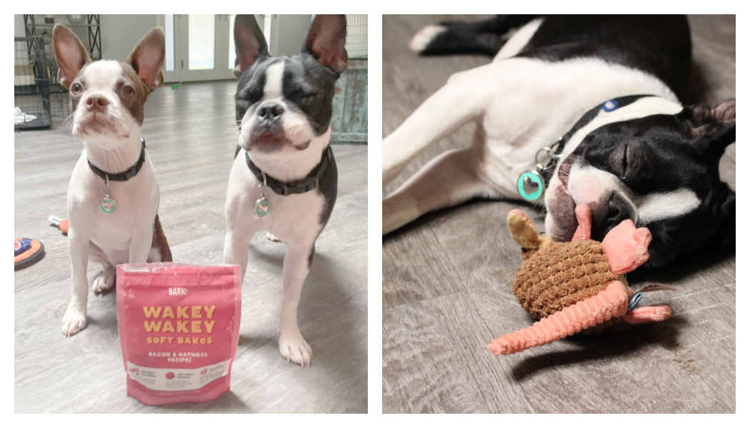 What is a BarkBox Subscription for Dogs? - Jenny at dapperhouse