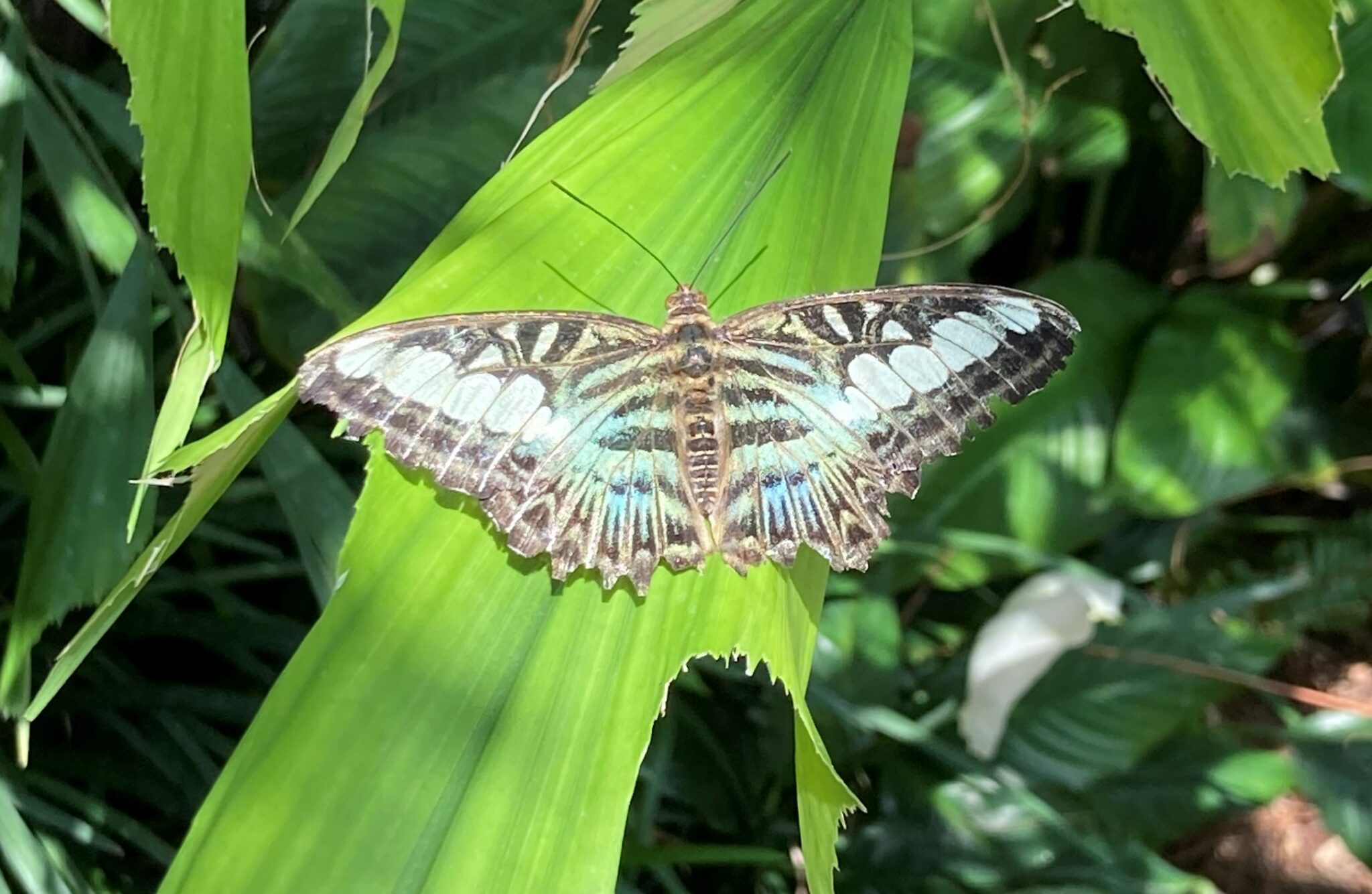 Why You Should Visit the Butterfly Wonderland in Scottsdale Arizona ...