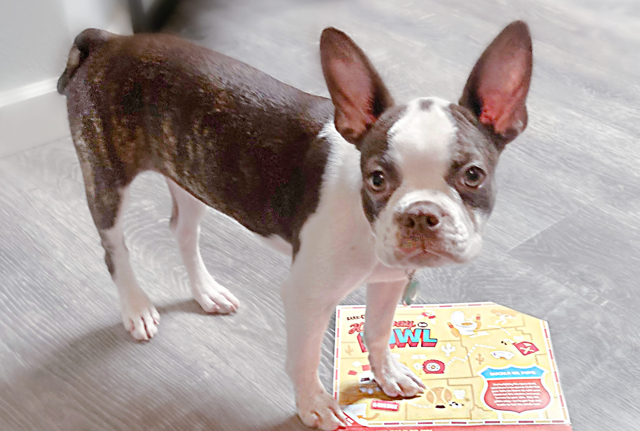 What is a BarkBox Subscription for Dogs? - Jenny at dapperhouse