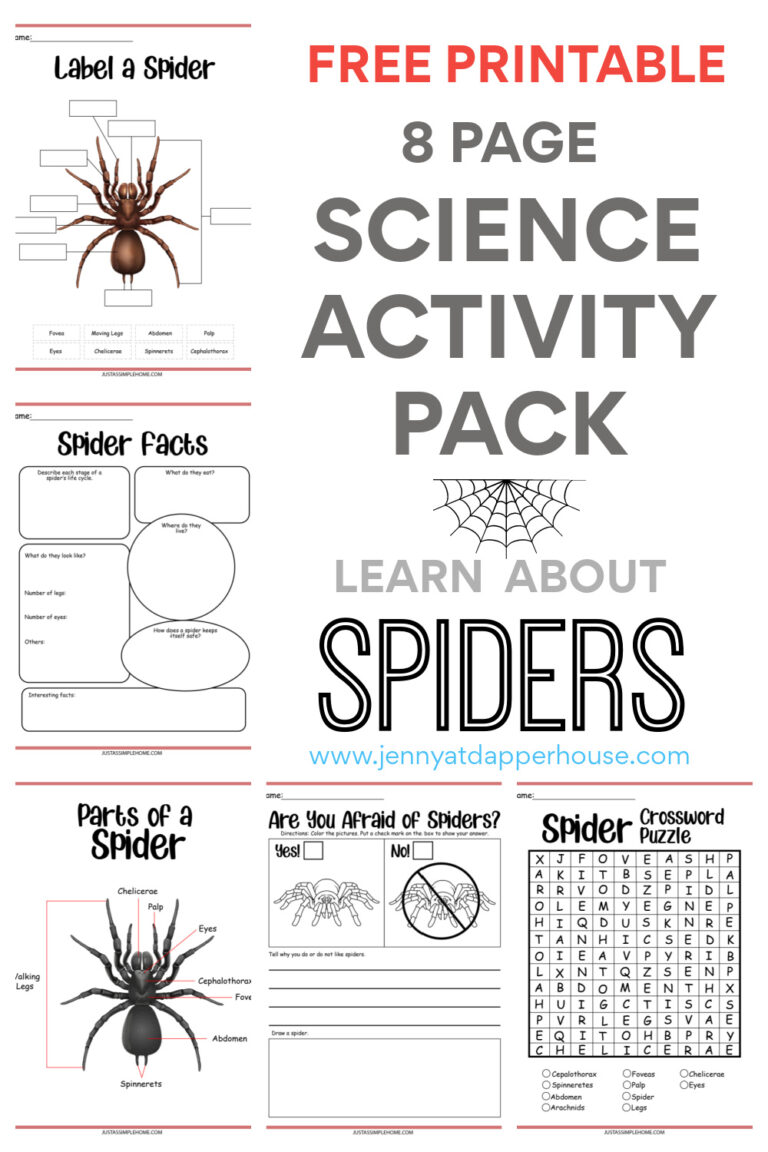 8 Free Printable Learning Pages about Spiders - Jenny at dapperhouse