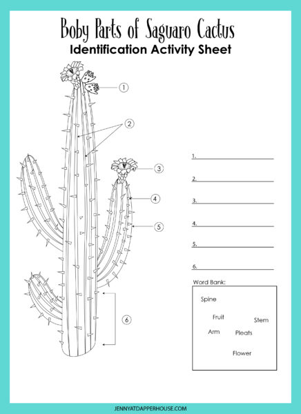 All About Saguaro Cactus Free Printable Learning Activity Pages - Jenny ...