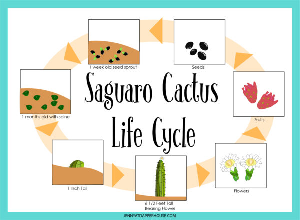 All About Saguaro Cactus Free Printable Learning Activity Pages - Jenny ...