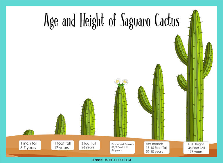 All About Saguaro Cactus Free Printable Learning Activity Pages - Jenny ...