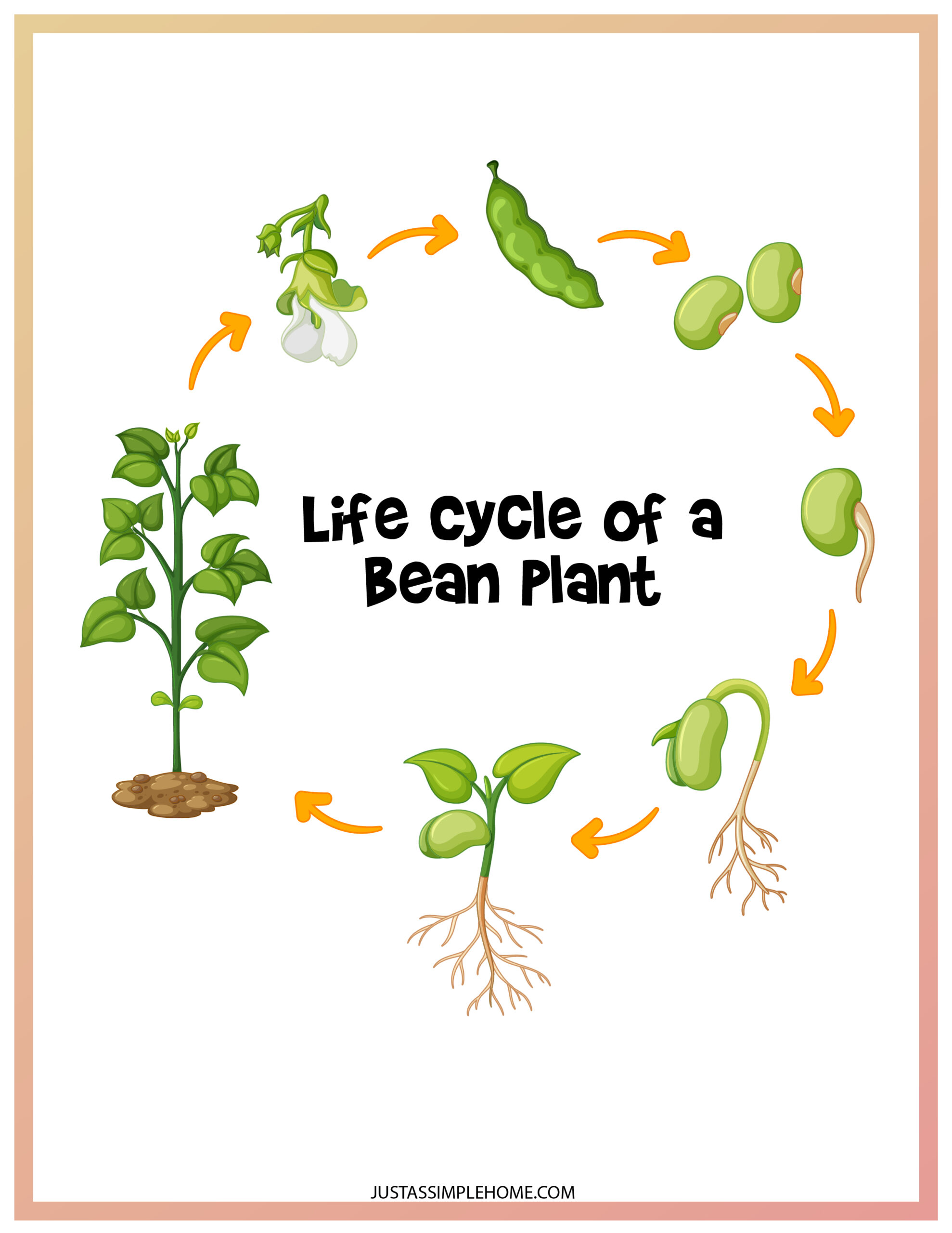 Free Printable Science Packet About Beans and Their Growth Cycle ...