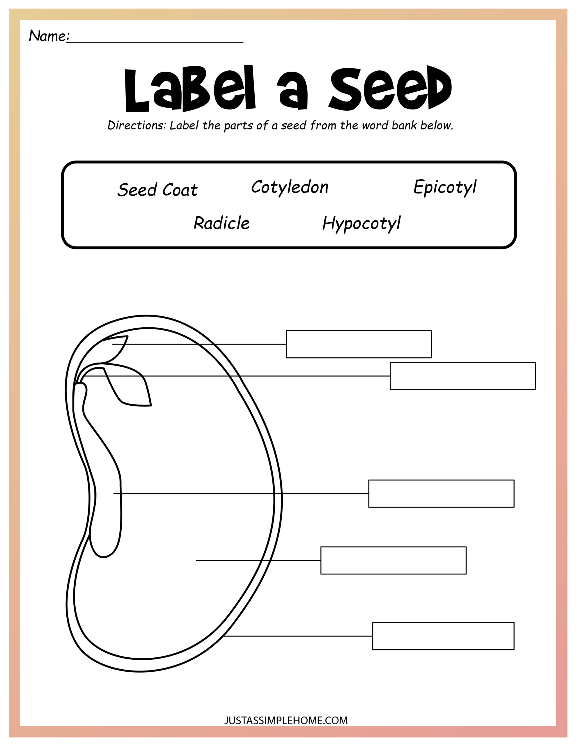 Free Printable Science Packet About Beans and Their Growth Cycle ...
