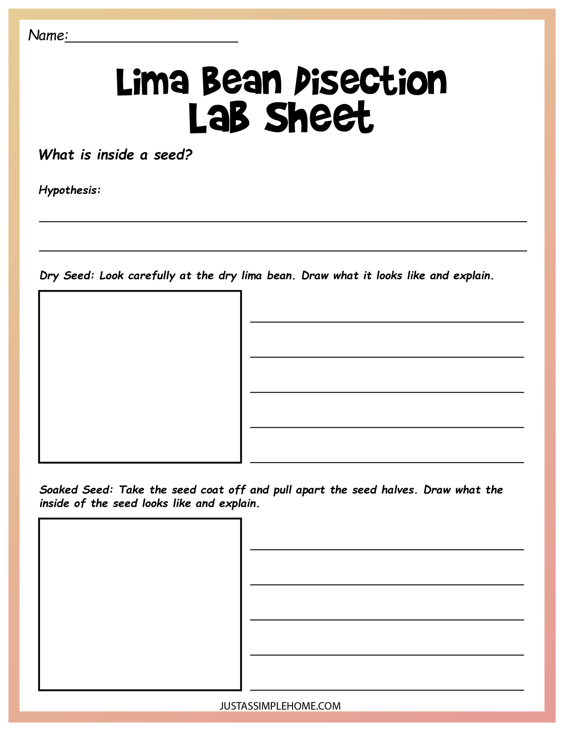 Free Printable Science Packet About Beans and Their Growth Cycle ...