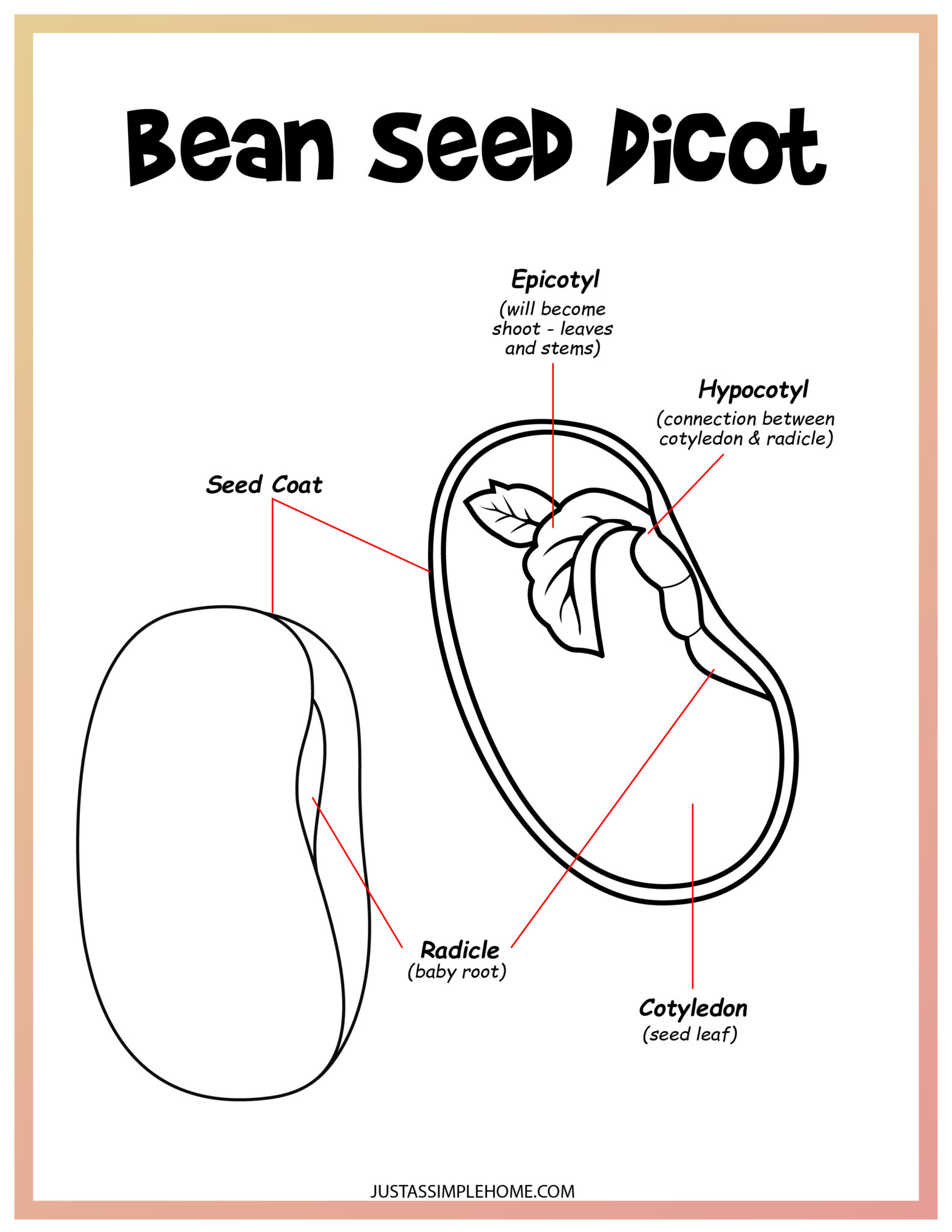 Free Printable Science Packet About Beans and Their Growth Cycle ...