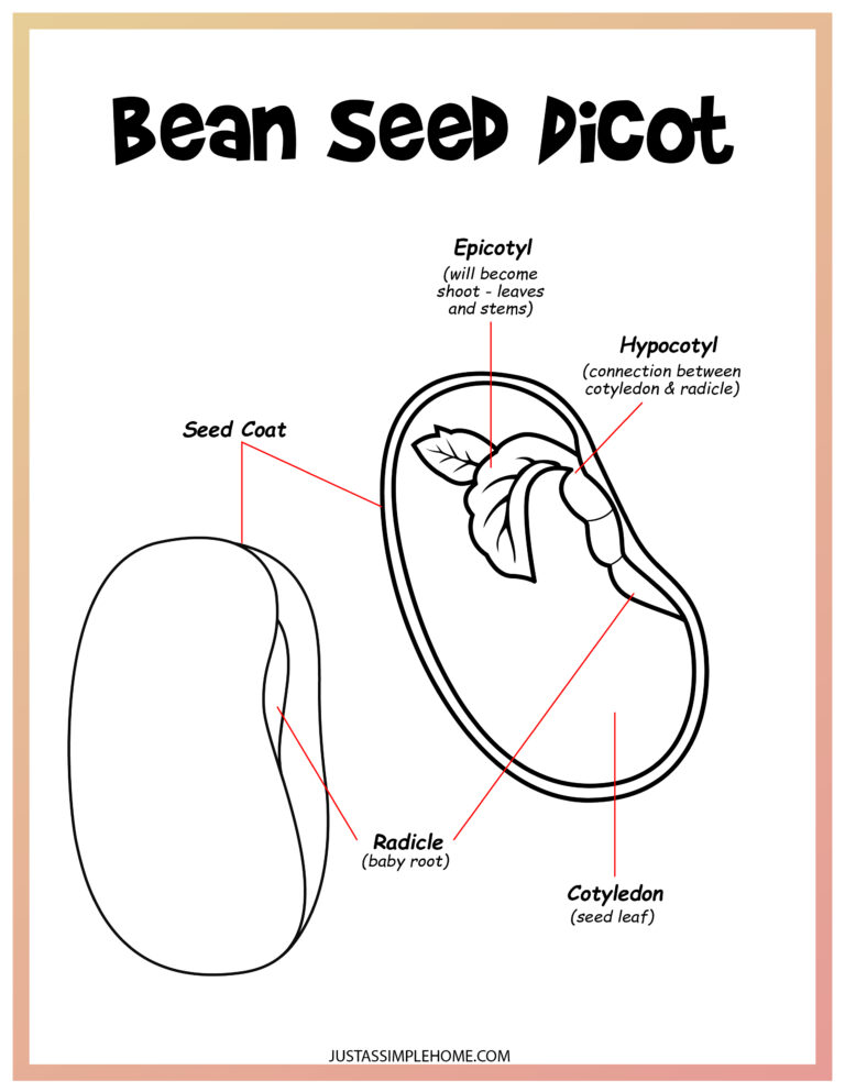 Free Printable Science Packet About Beans and Their Growth Cycle ...
