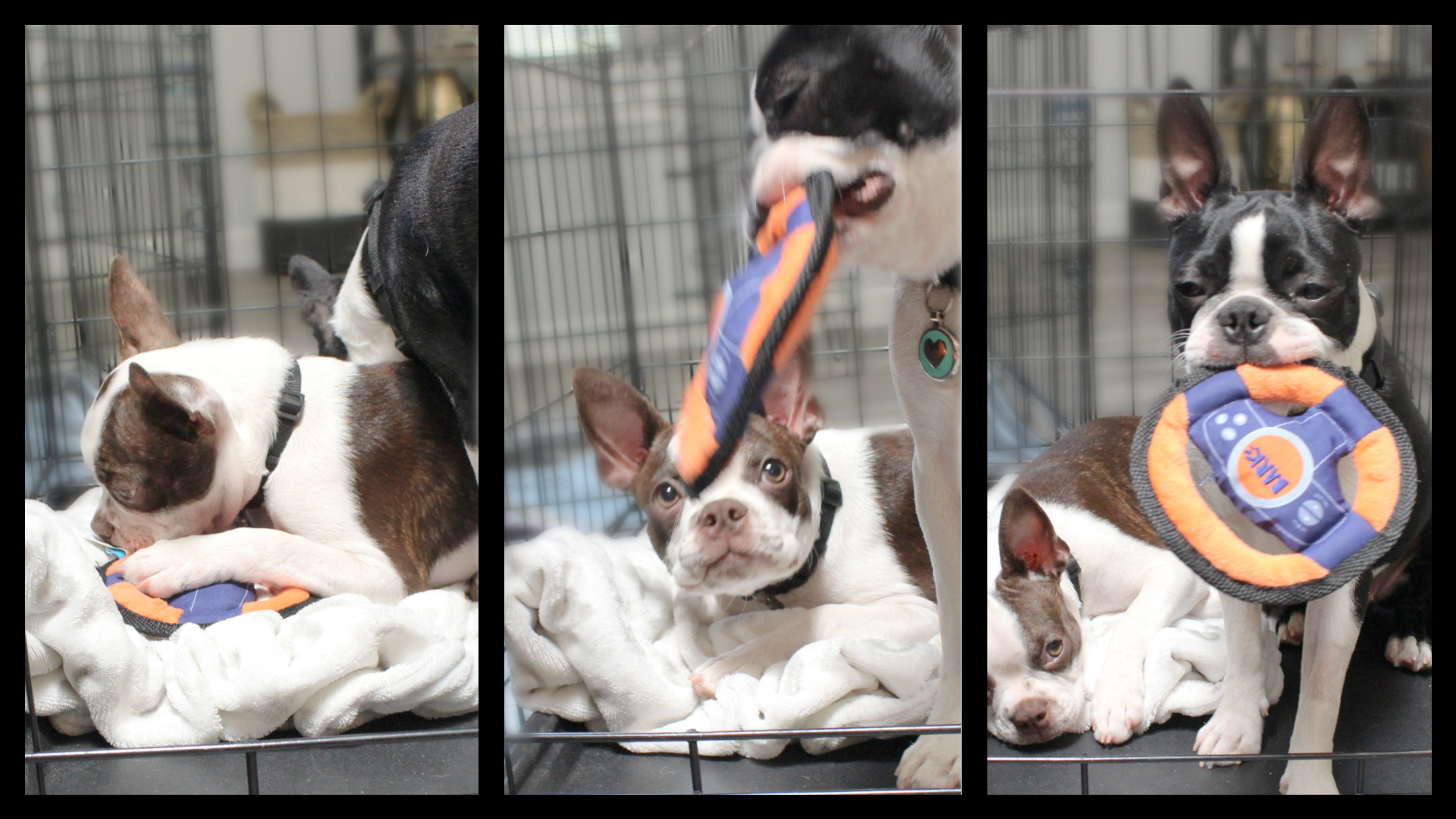 What is a BarkBox Subscription for Dogs? - Jenny at dapperhouse