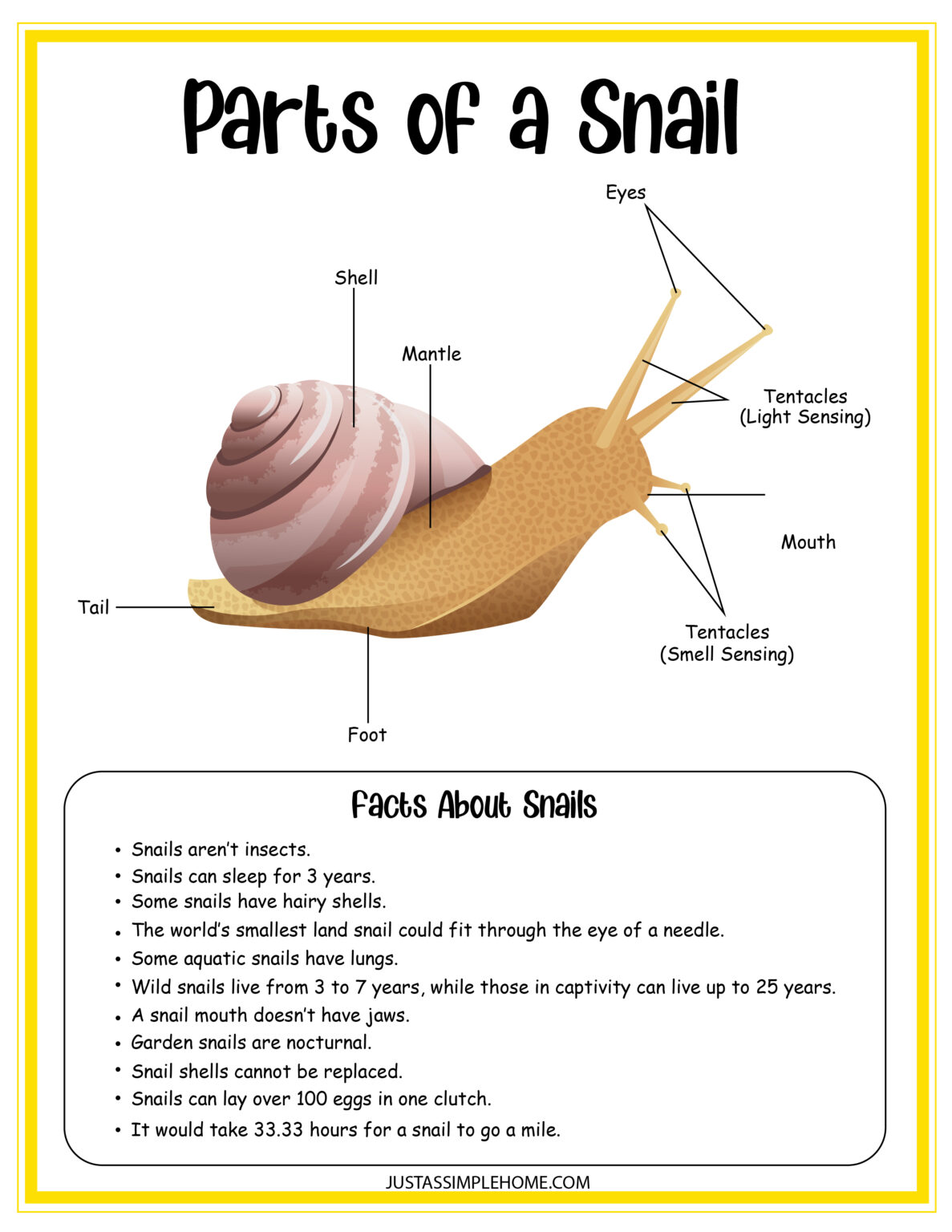 8 Page Science Activity Pack About Snails Free Printables - Jenny at ...