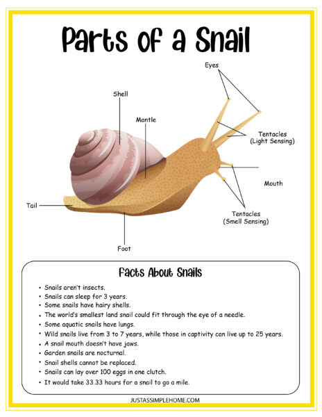 8 Page Science Activity Pack About Snails Free Printables - Jenny at ...