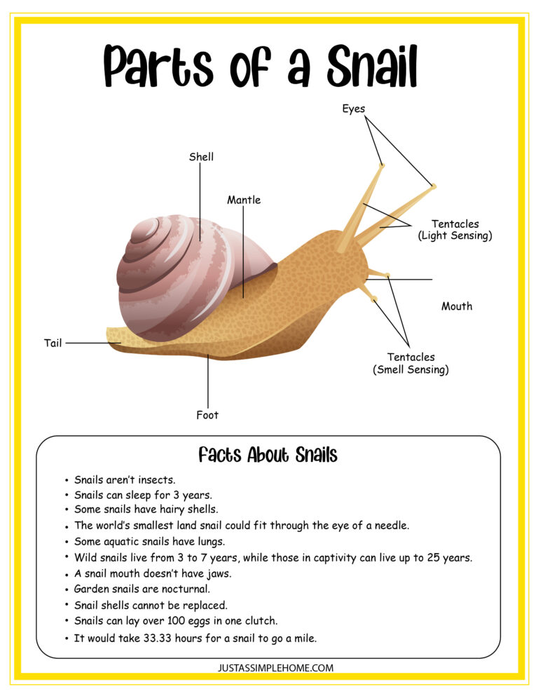 8 Page Science Activity Pack About Snails Free Printables - Jenny at ...