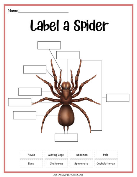8 Free Printable Learning Pages about Spiders - Jenny at dapperhouse