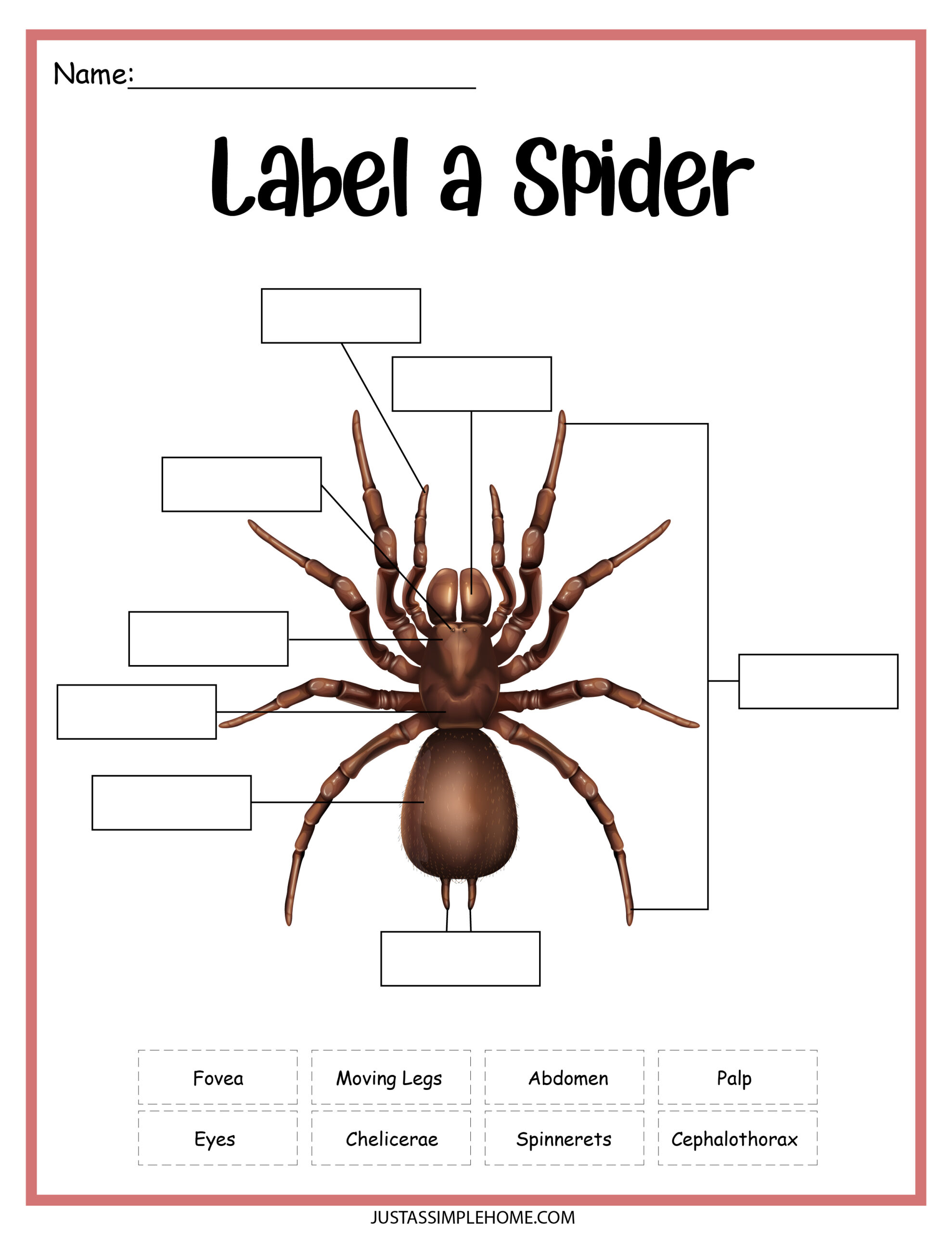 8 Free Printable Learning Pages about Spiders - Jenny at dapperhouse