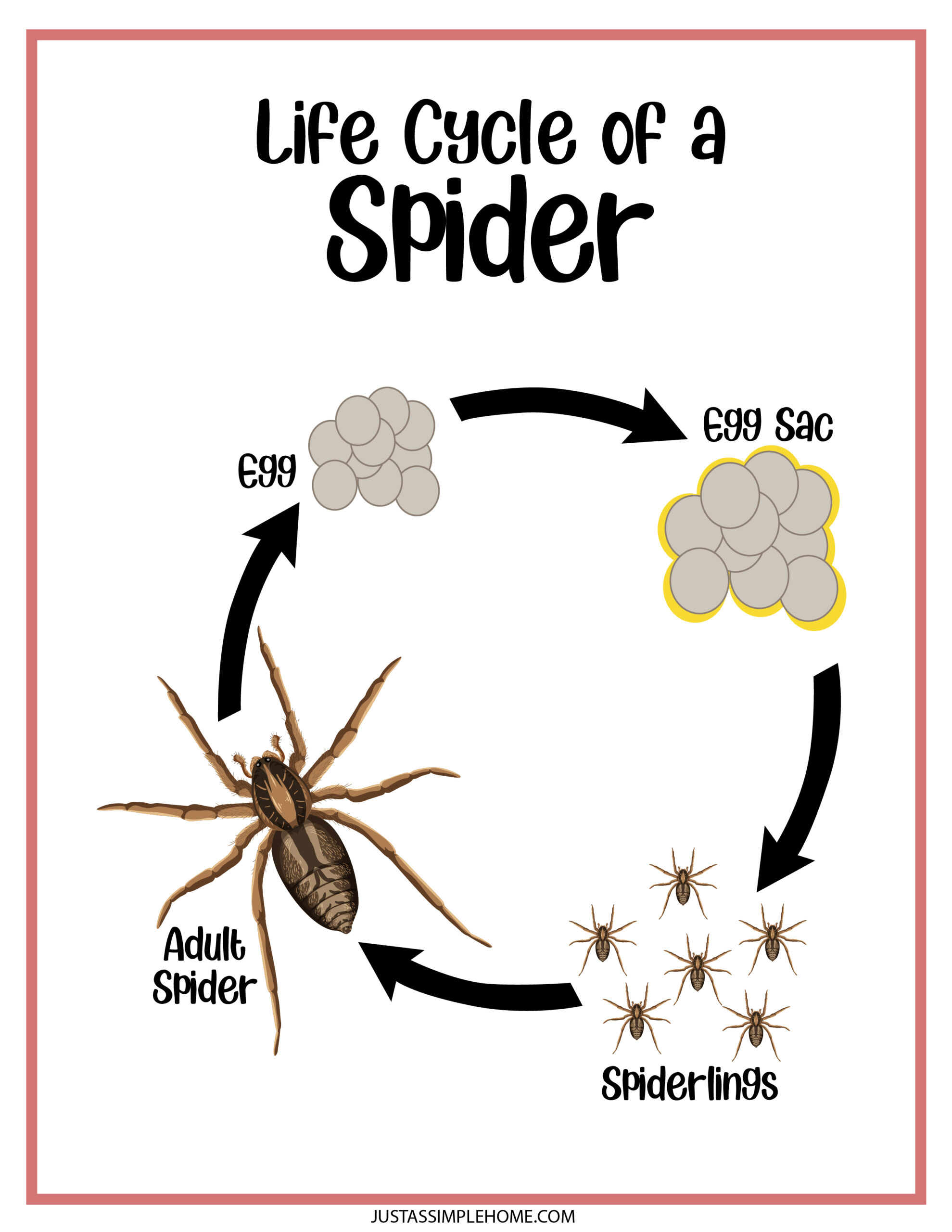 8 Free Printable Learning Pages about Spiders - Jenny at dapperhouse