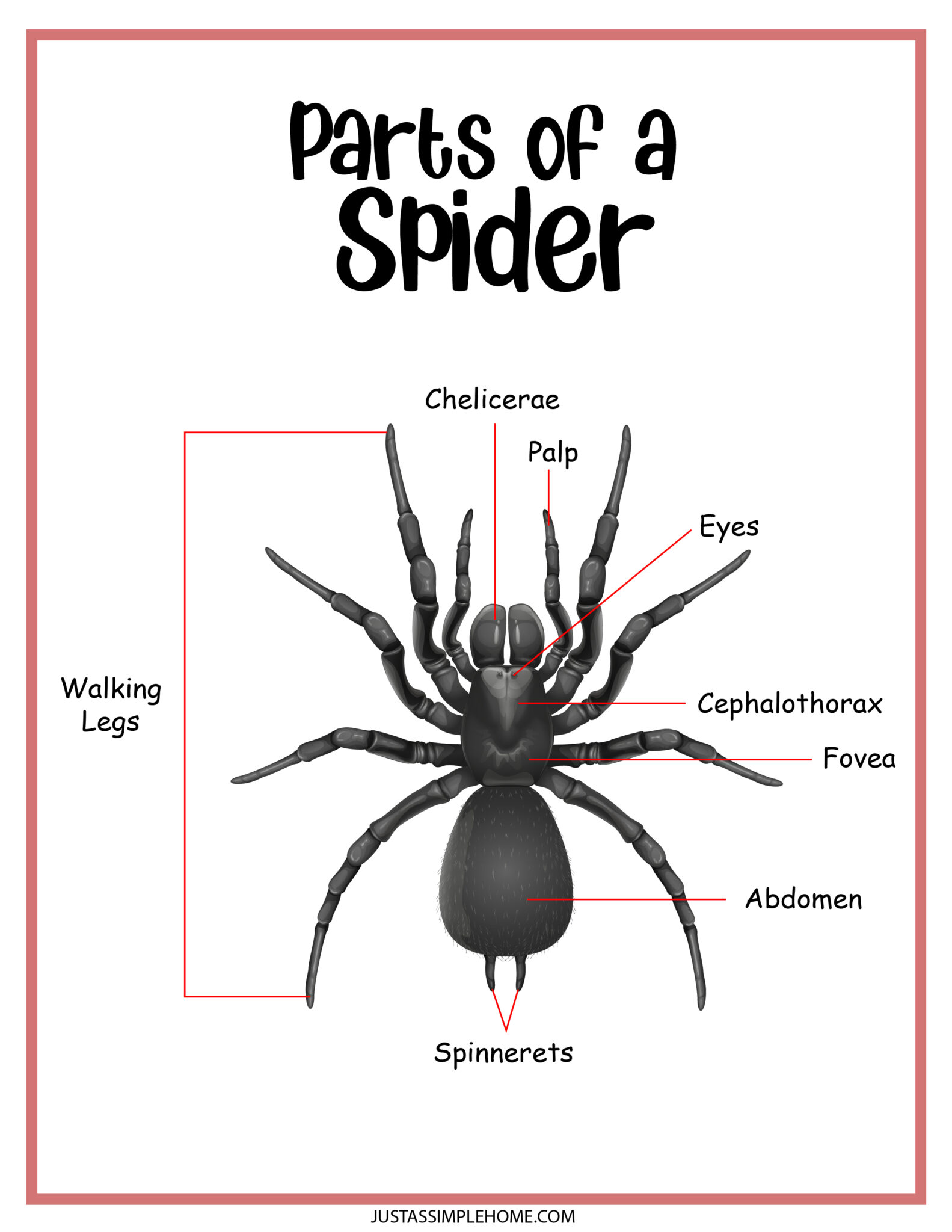 8 Free Printable Learning Pages about Spiders - Jenny at dapperhouse