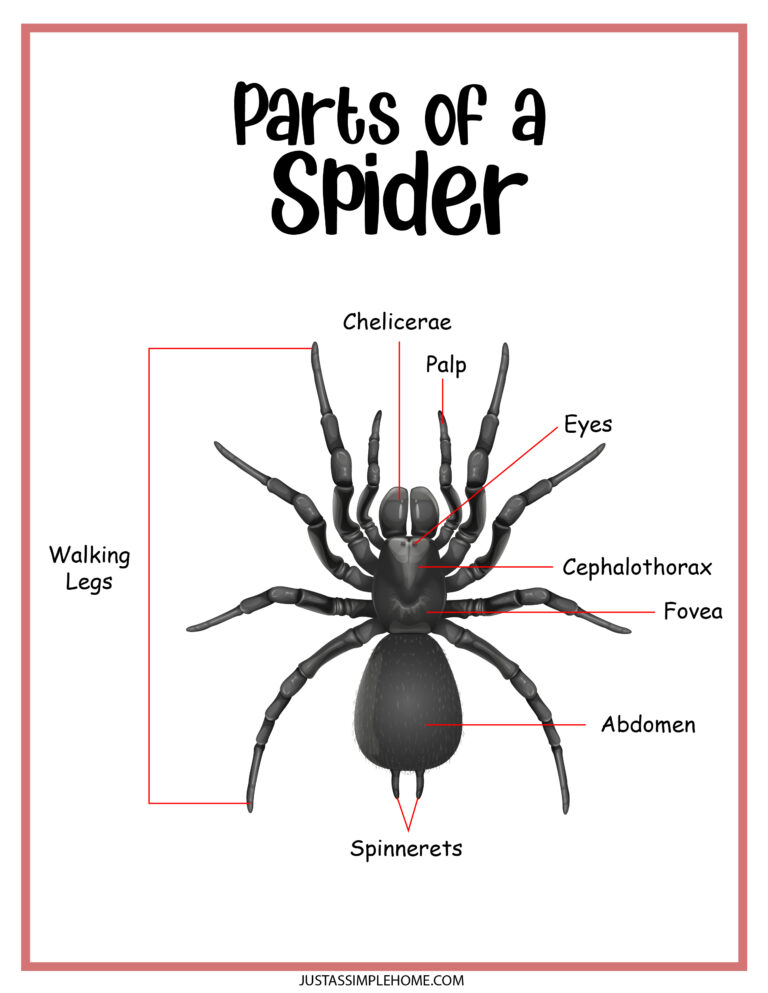 8 Free Printable Learning Pages about Spiders - Jenny at dapperhouse