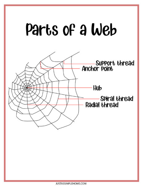 8 Free Printable Learning Pages about Spiders – Jenny at dapperhouse