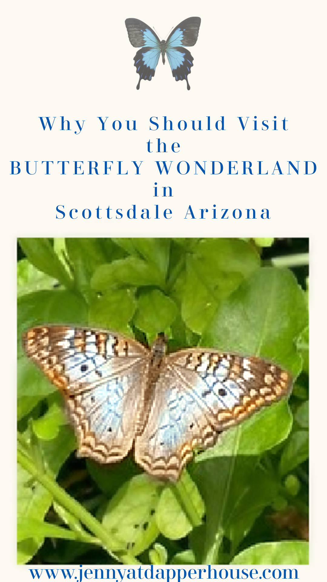 Why You Should Visit the Butterfly Wonderland in Scottsdale Arizona ...
