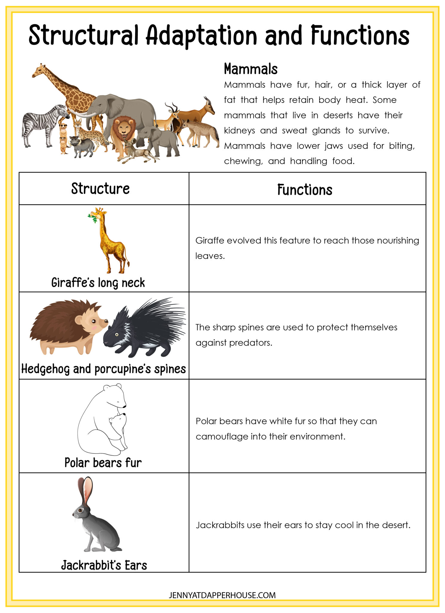 Free Printable 11 Page Animal Adaptations Educational Packet - Jenny at ...