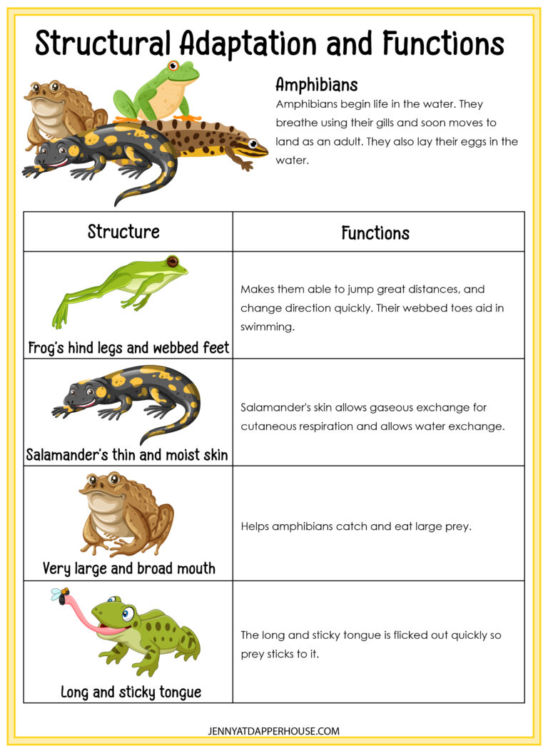 Free Printable 11 Page Animal Adaptations Educational Packet - Jenny at ...