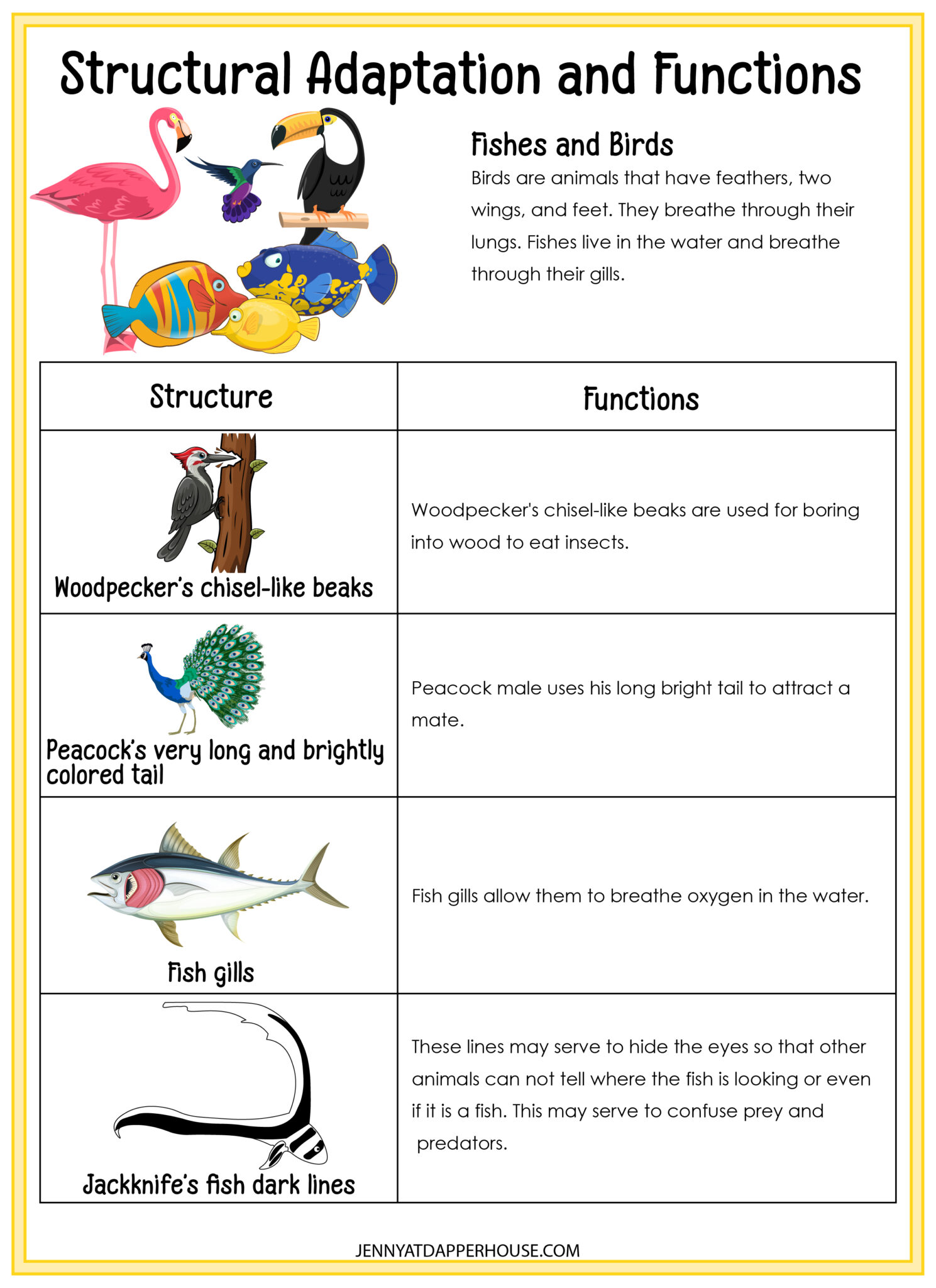 Free Printable 11 Page Animal Adaptations Educational Packet - Jenny at ...