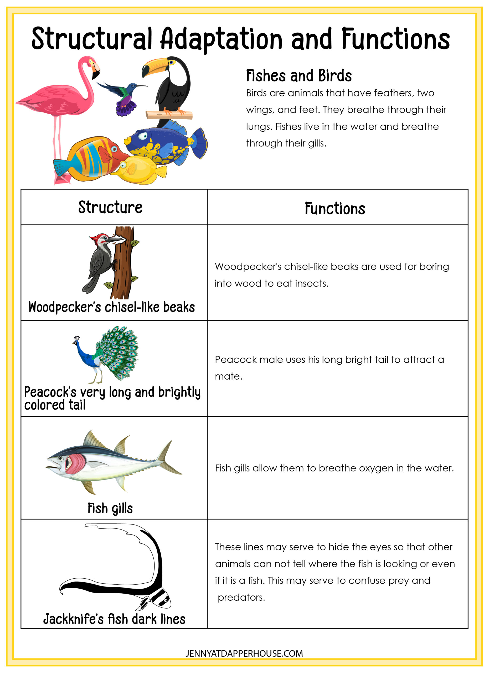 Free Printable 11 Page Animal Adaptations Educational Packet - Jenny at ...