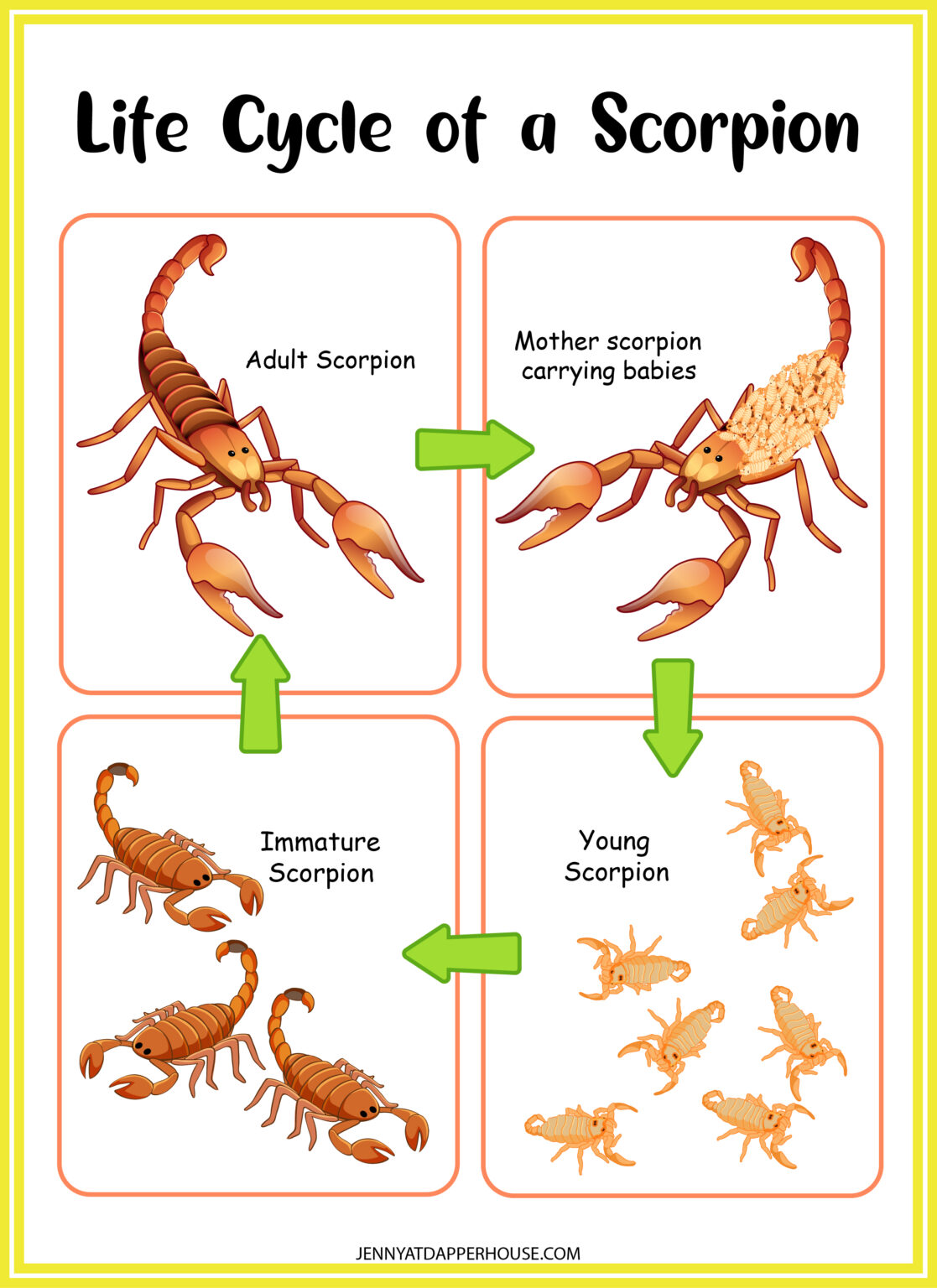 7 Page Scorpion Learning Packet - Free Printable - Jenny at dapperhouse