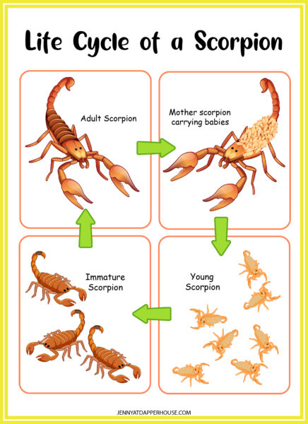 7 Page Scorpion Learning Packet - Free Printable - Jenny at dapperhouse