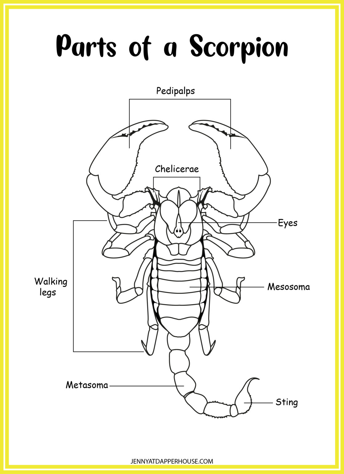 7 Page Scorpion Learning Packet - Free Printable - Jenny at dapperhouse