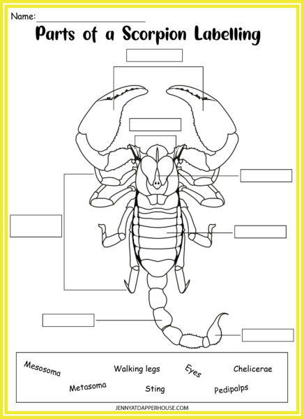 7 Page Scorpion Learning Packet - Free Printable - Jenny at dapperhouse