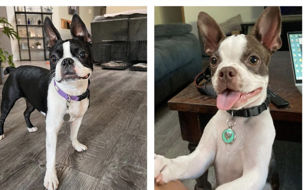 Free Printable Ocean Themed Q-tip Painting Pages - Jenny at dapperhouse